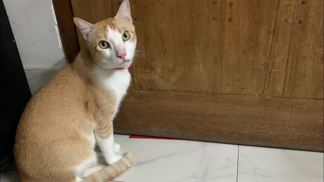 Wandering is my hobby / cat @ cat activities # animals view with Lily ...