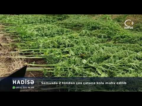 Samuxda 2 tondan çox çətənə kolu məhv edilib