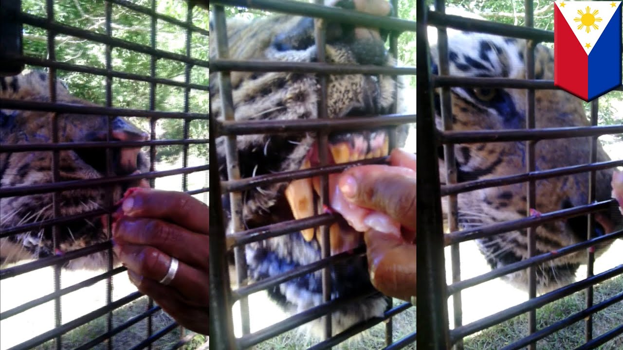 Kid feeding tigers chicken by hand at Zoobic Safari park in the ...