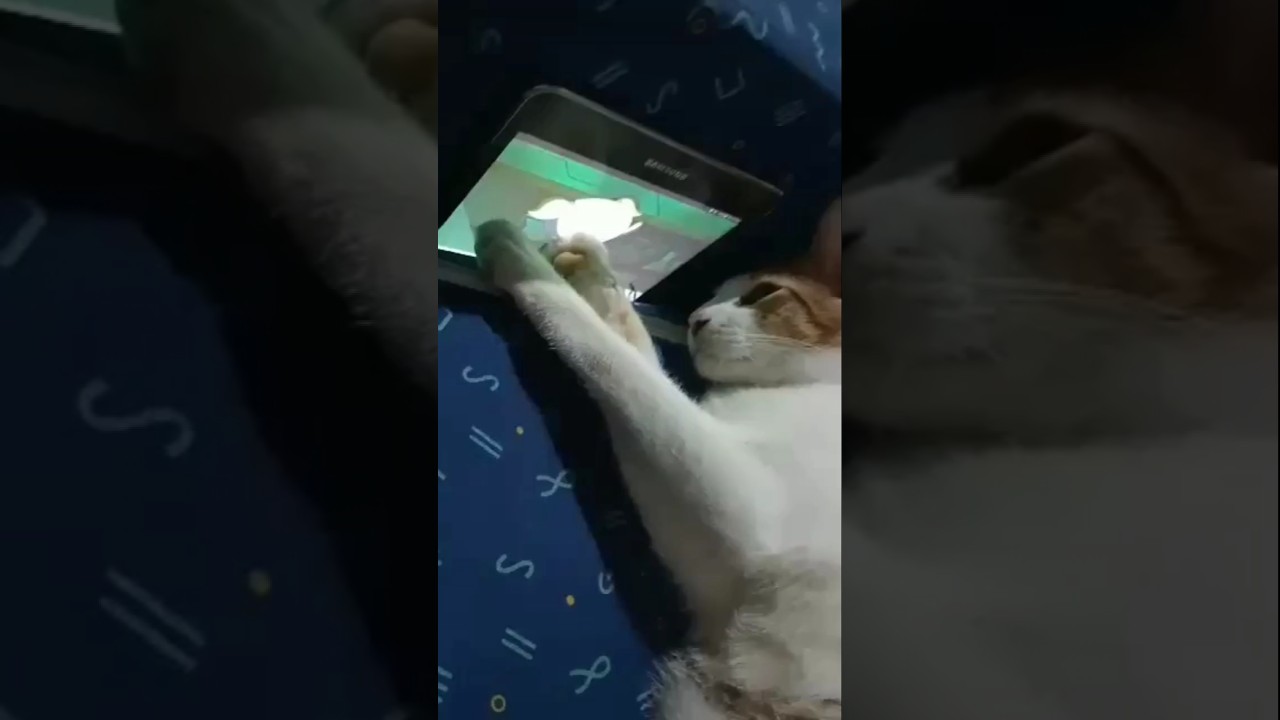 Helo. My cat is watching again - YouTube