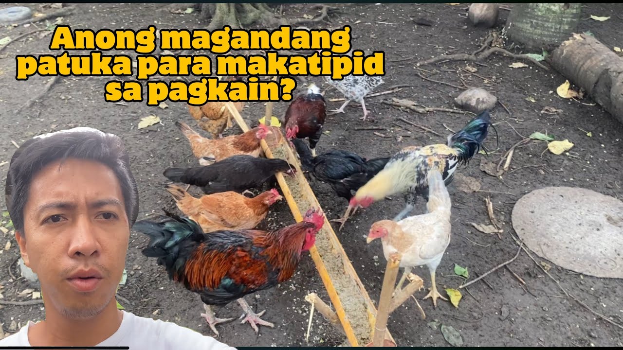 ANONG MAGANDANG PATUKA PARA MAKATIPID SA NATIVE CHICKEN? - YouTube