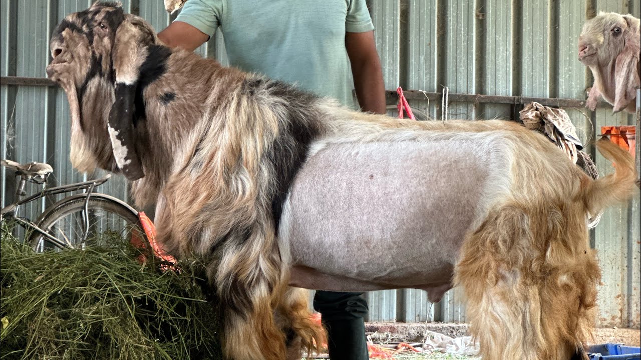 LION AT AL SADIQUE GOAT FARM NASIK OUTSTANDING MEWATI || AZHAR SAYYED ...