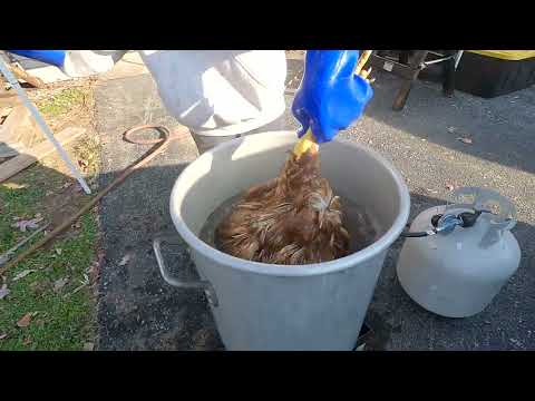 Chicken Buttering with the YardBird Chicken Plucker - YouTube