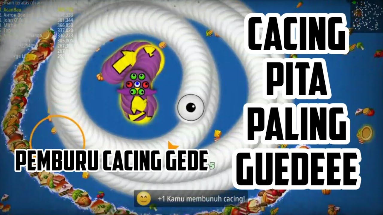Cacing Pita Pemburu Cacing Gede | Nonstop 40 mnt Top 1 Area - YouTube