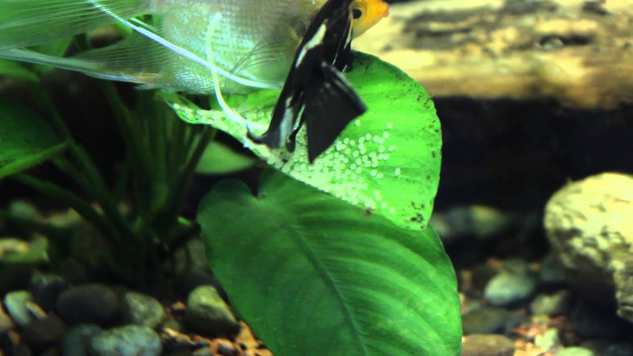 Angelfish Spawning - YouTube