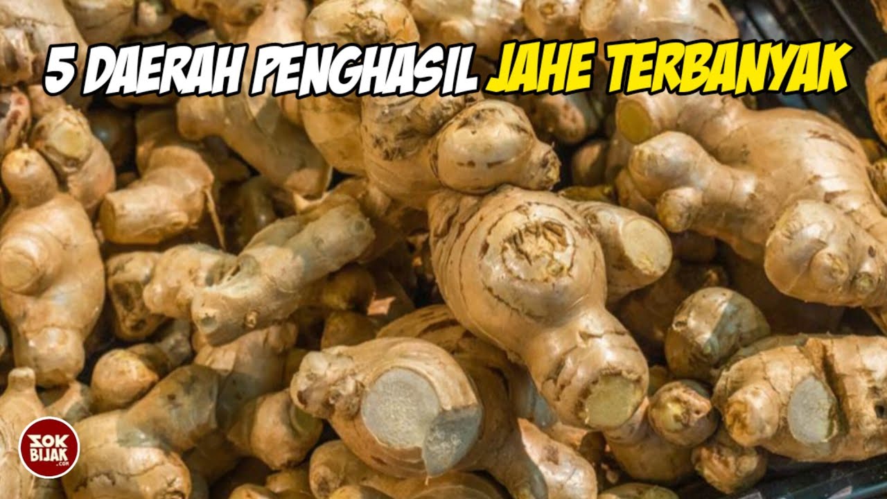 5 Daerah Penghasil Jahe Terbanyak dan Terbaik di Indonesia - YouTube