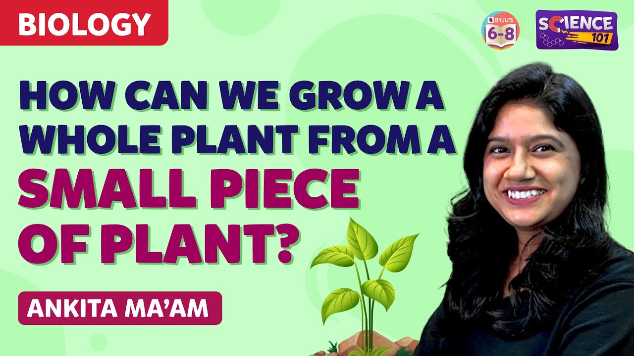 How Can We Grow a Whole Plant From a Small Piece of Plant ...