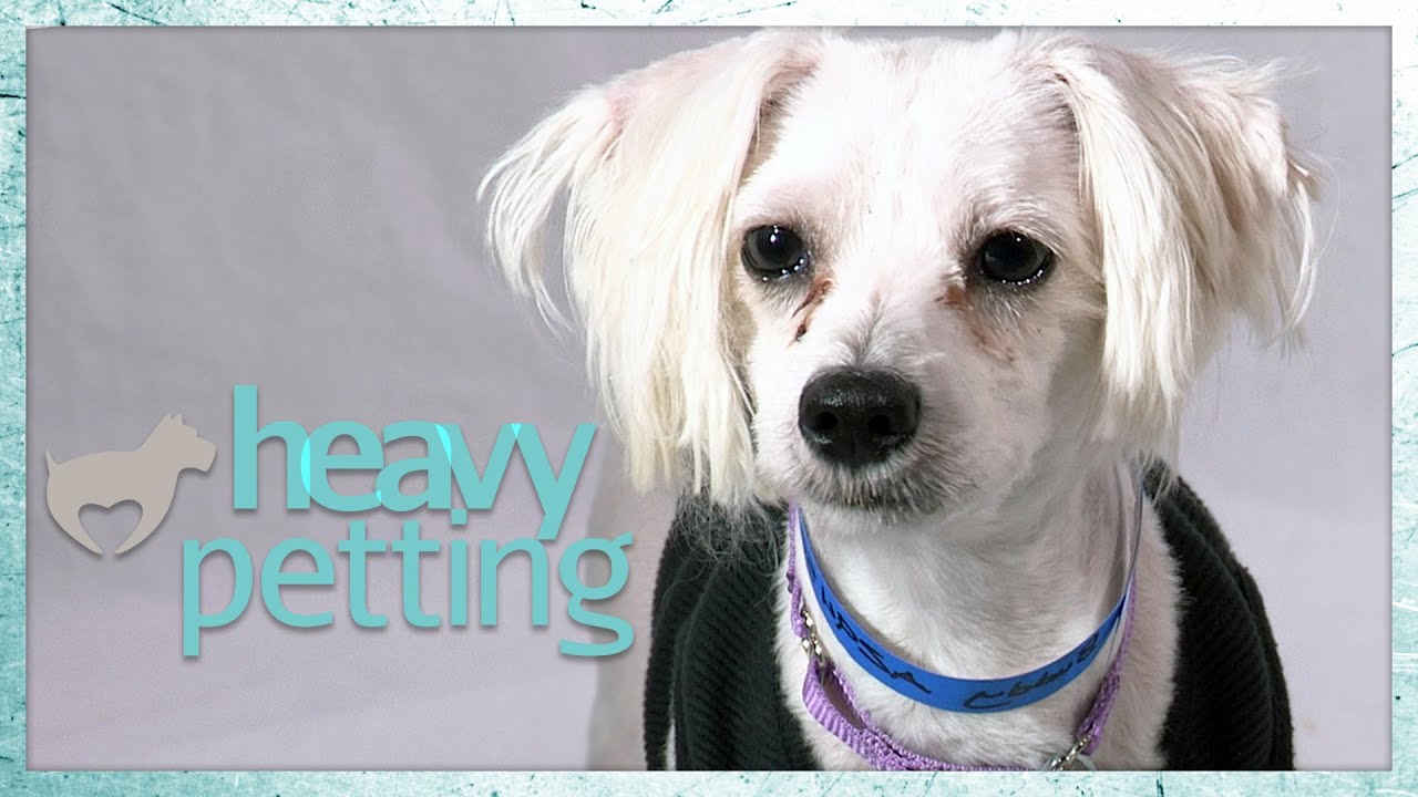 Heavy Petting w/ AZIZ ANSARI (ASPCA Dog Adoption) - YouTube