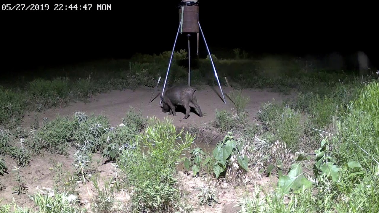 Wild Hog On Camera 5-27-19 (Feeder 3) - YouTube