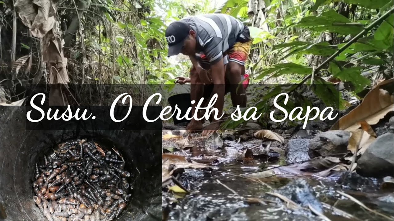PICKING CERITH SHELL (SUSU) IN THE CREEK - YouTube