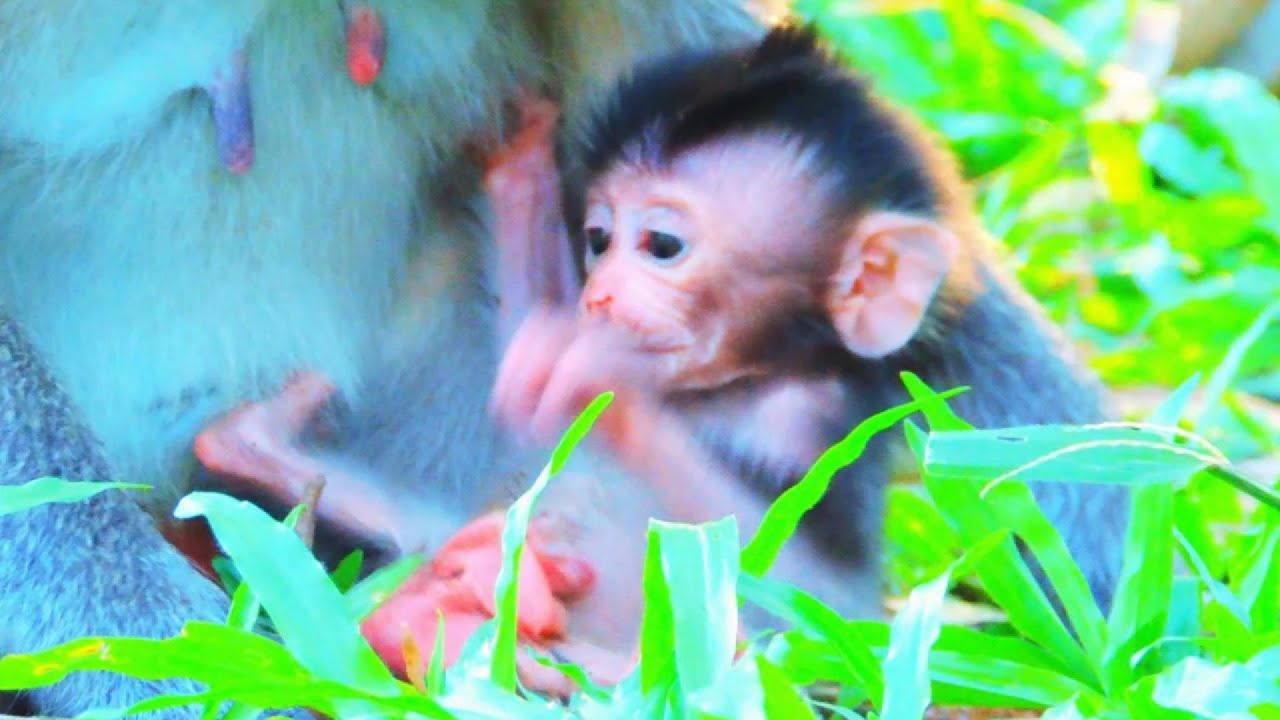 The Best Collection Summary Clip: Adorable newborn baby feels ...