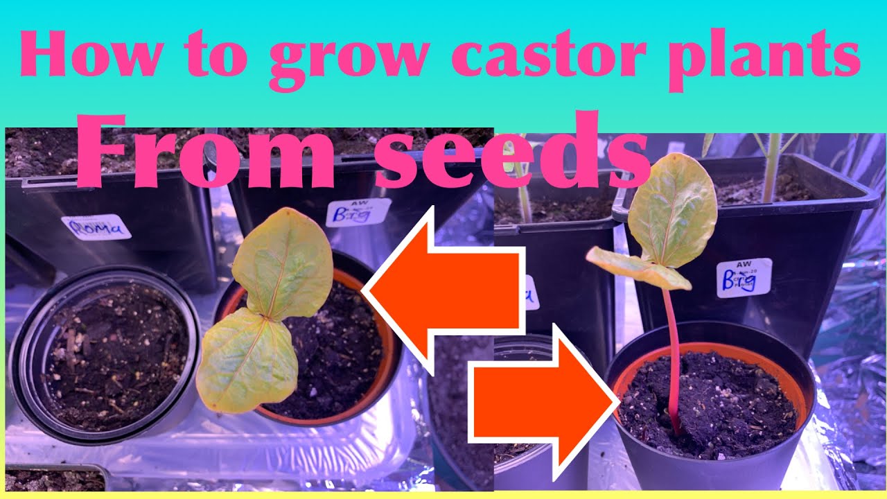 How to plant(germinate )castor plant from seeds - YouTube