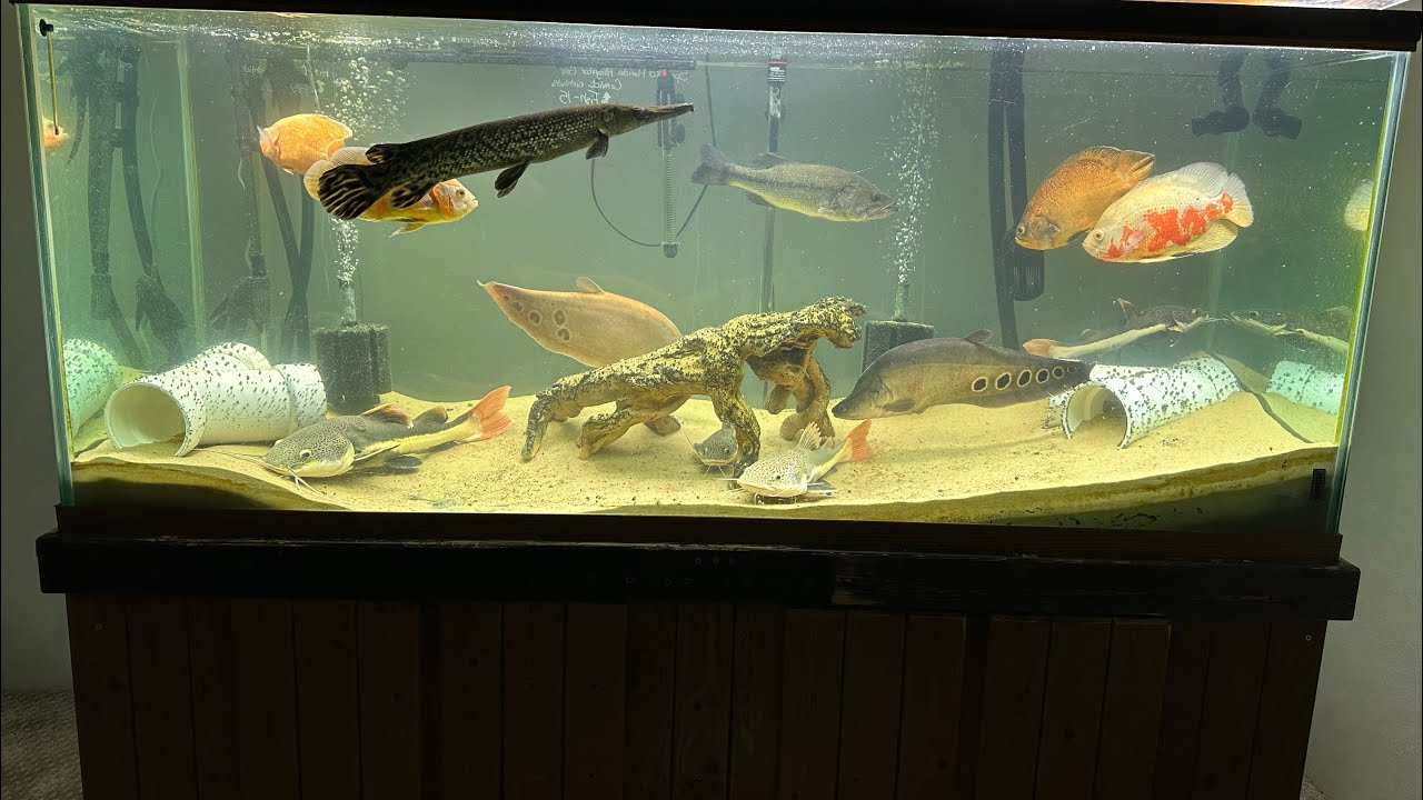 Insane feeding on the 300 gallon predator tank - YouTube