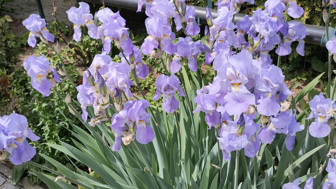 Light Blue Iris Flowers - YouTube