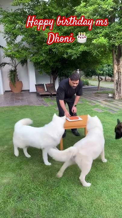 Happy birthday MS Dhoni ~ 7 Thala for a resion 😍 #msdhoni #birthday ...