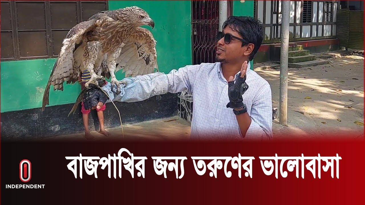 ভালোবাসা ও মমতায় পোষ মেনেছে বাজপাখি | Bajpakhi | Independent TV - YouTube