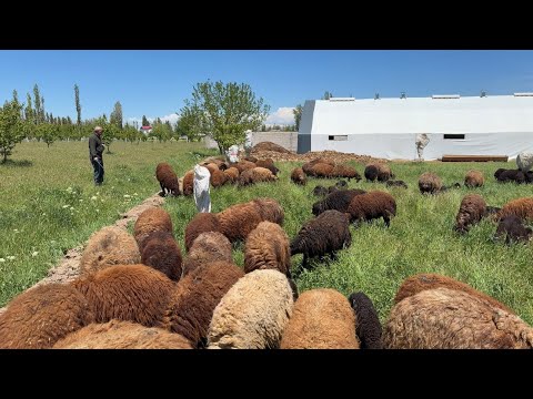 HASTANEYE GİTTİM- KUZULARA DELİBAŞ İLACI 