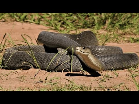 10 SHOCKING Secrets About the Black Mamba | Animal Planet Wildlife ...