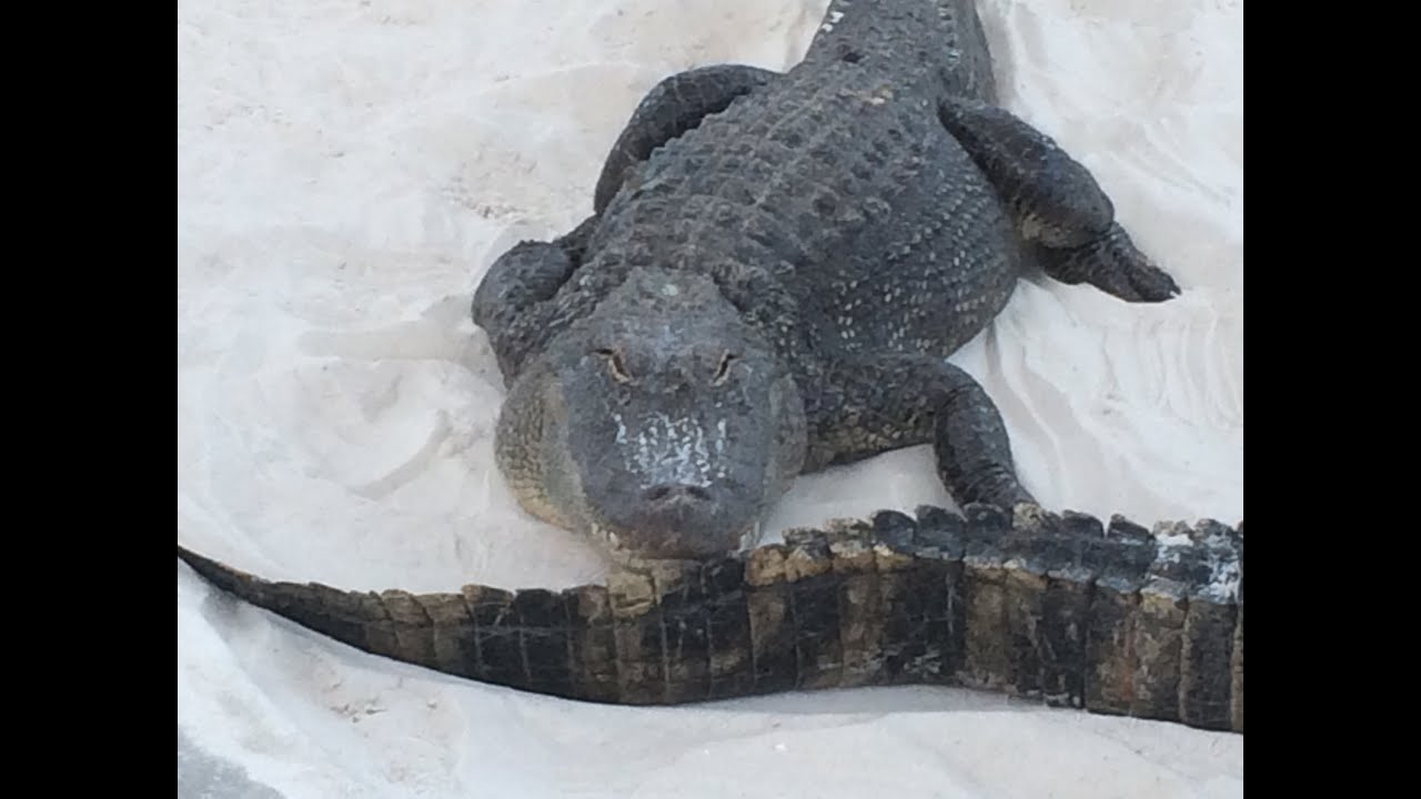 Feeding Gators at Night Is Freaky | What Happens After the Sun Goes ...