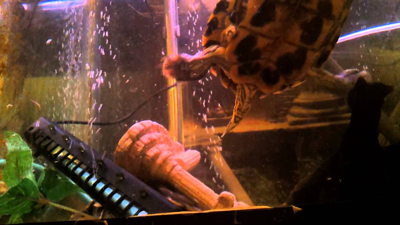 Turtle Ritual to Feng Shui It's Home - YouTube