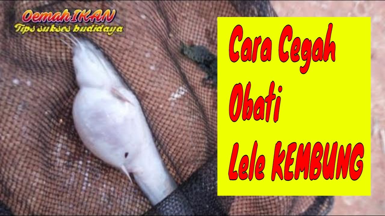 LELE KEMBUNG!!inilah pencegahan dan pengobatannya - YouTube