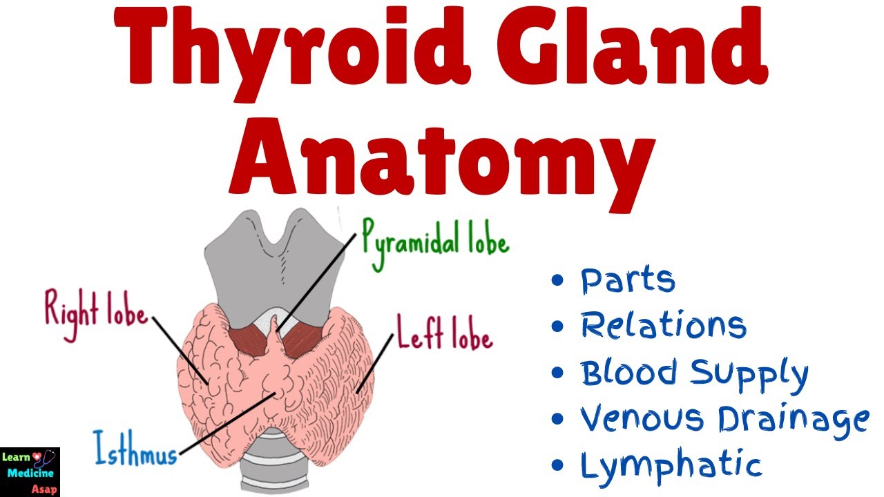Thyroid Gland Anatomy – Parts, Relations, Blood Supply, Venous Drainage ...