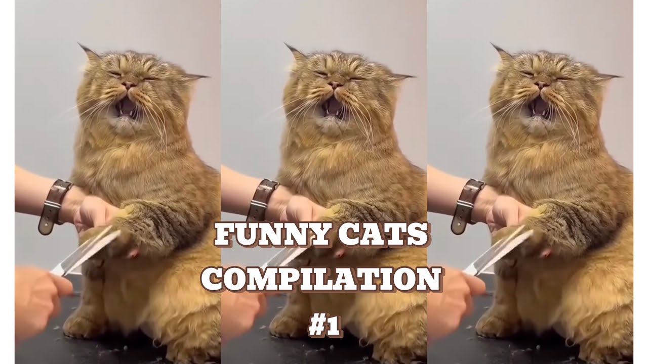 FUNNY CATS COMPILATION #1 - YouTube