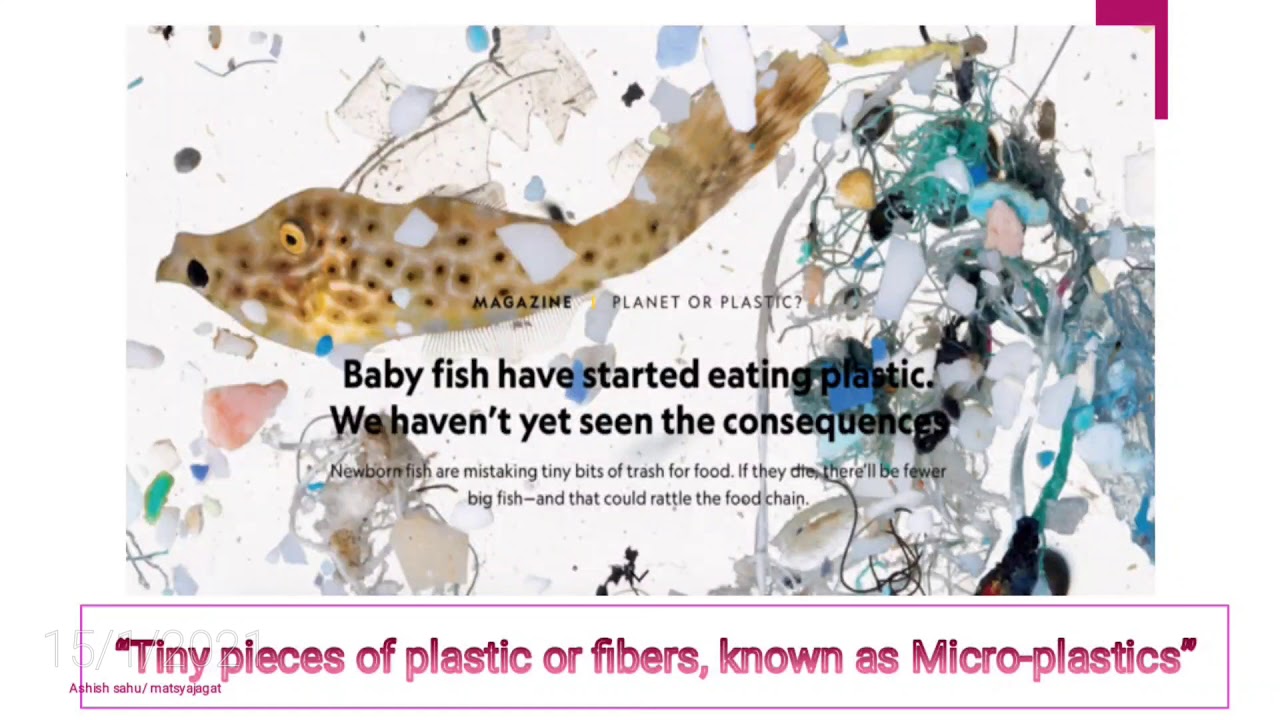 Effect of micro plastics on fish eggs and larvae - YouTube