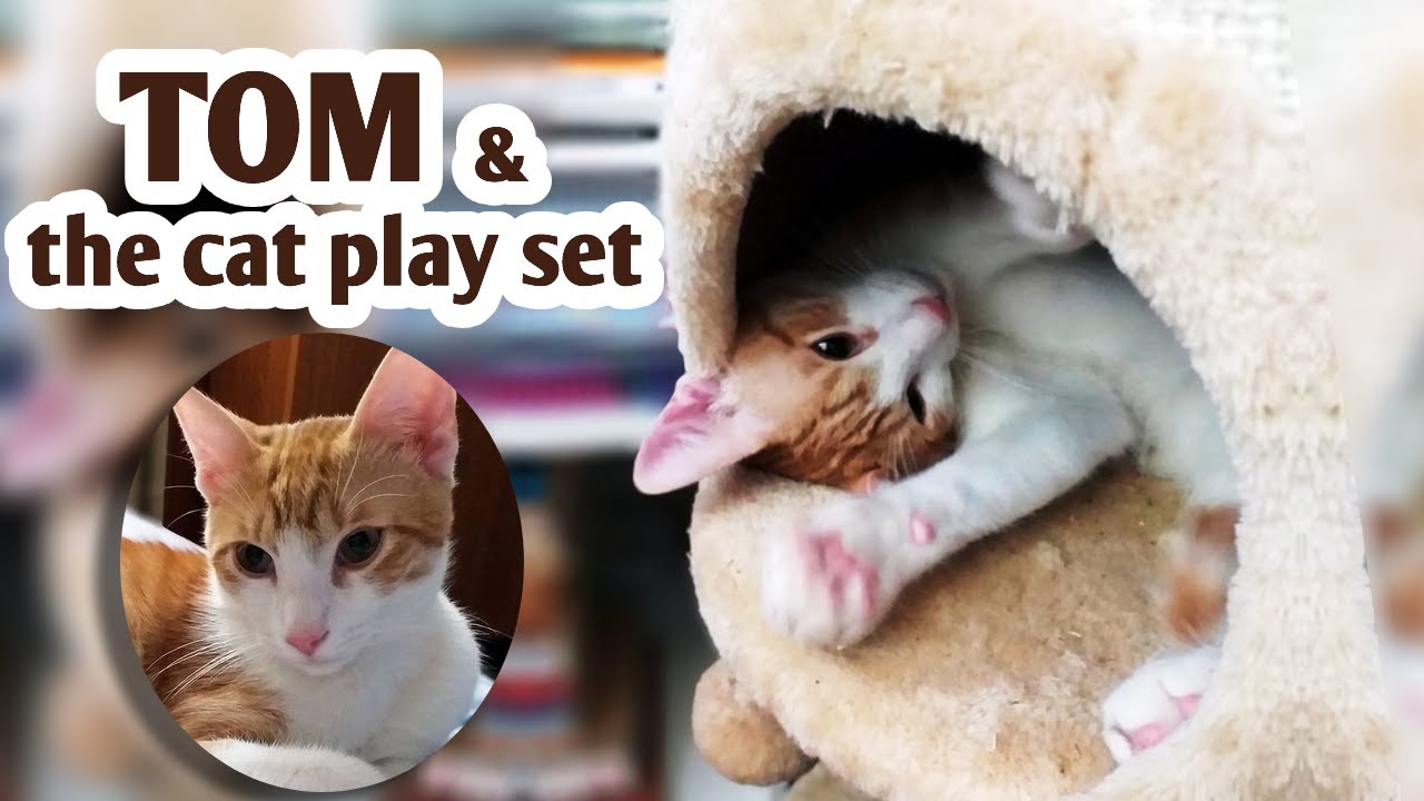 Tom and the cat play set - Follow Tom's adventures - YouTube