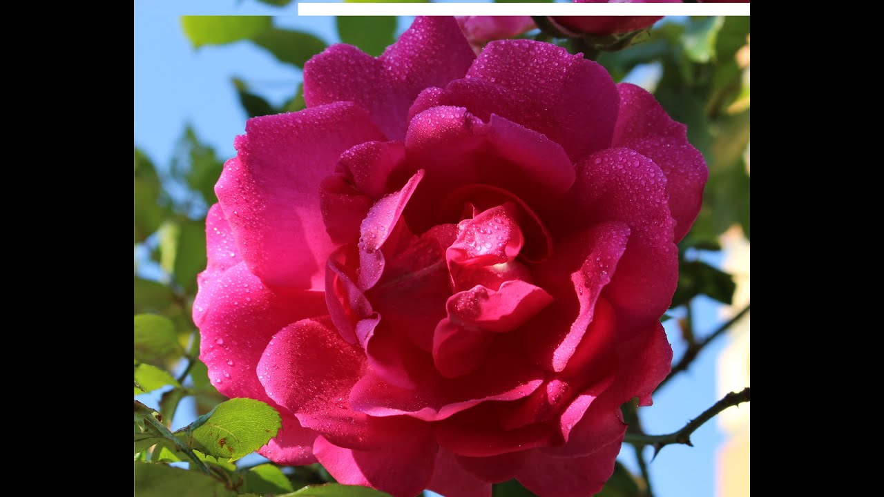 Strauchrose (Centenaire de Lourdes) Flower - YouTube