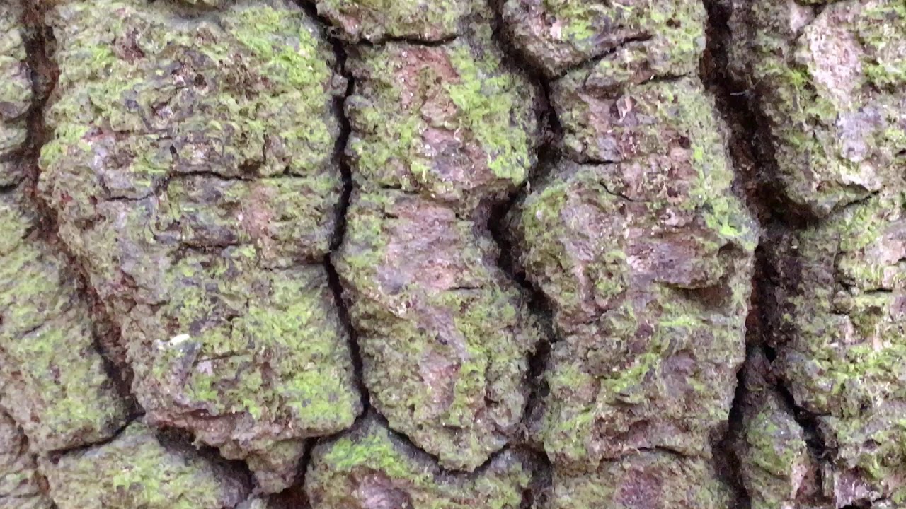 Turkey Oak - bark close up - August 2018 - YouTube