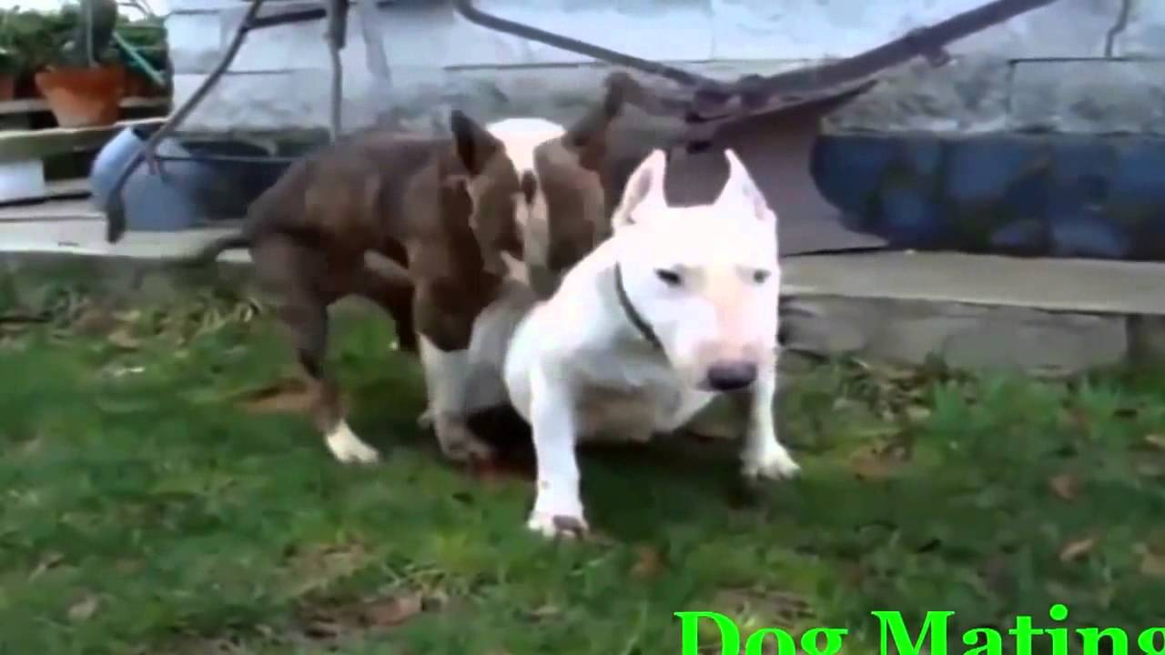 Funny Videos - Funny mating - Dogs mating compilation 2016 - YouTube