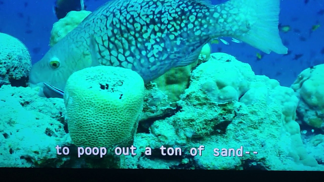 Parrot Fish Creating Islands Amazing fact of Nature - YouTube