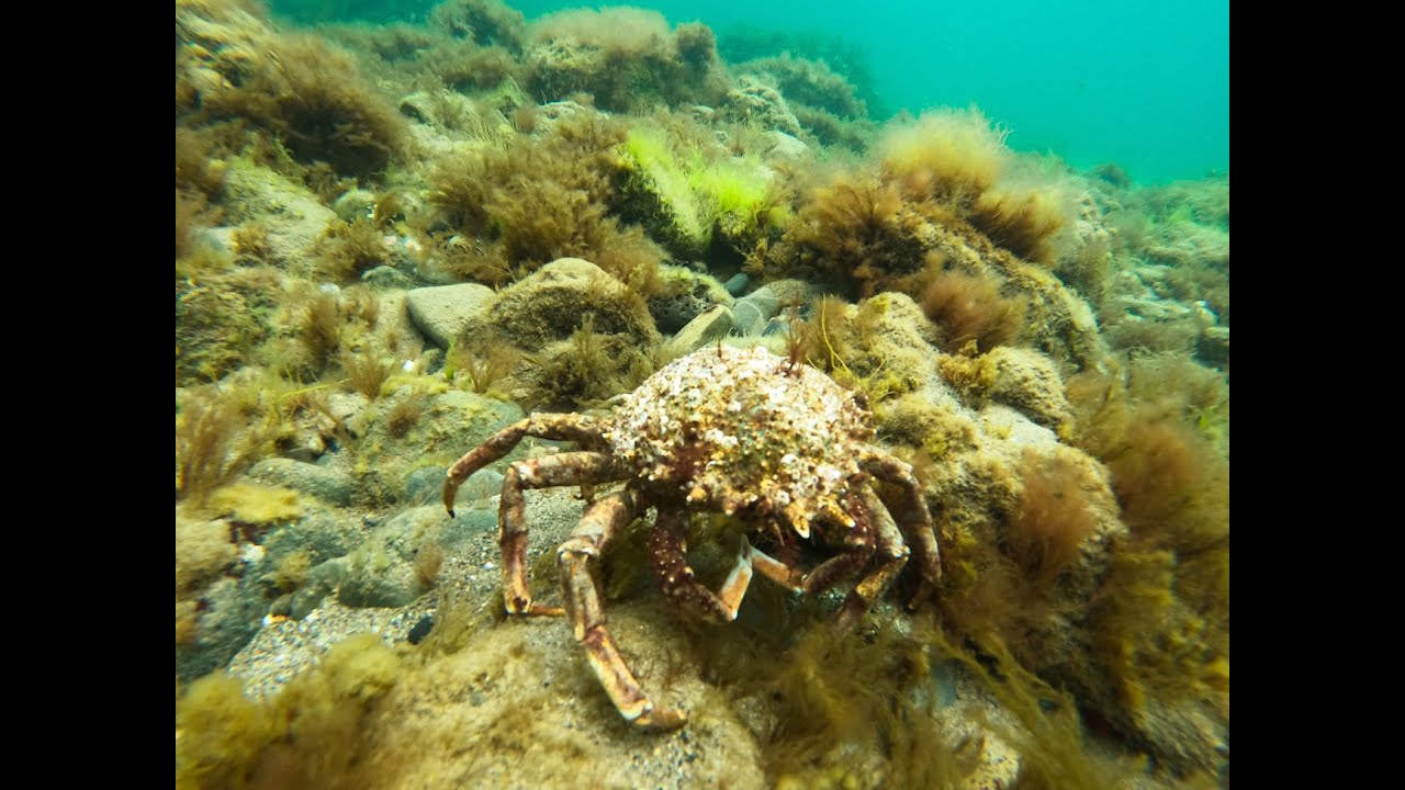 Ani ryba ani rak... - YouTube