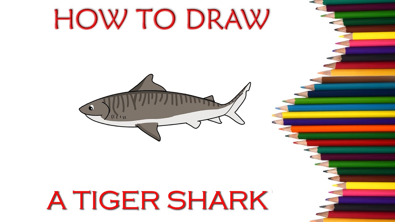 How To Draw A Tiger Shark Easy Step by Step Guide | Easy Drawing ...