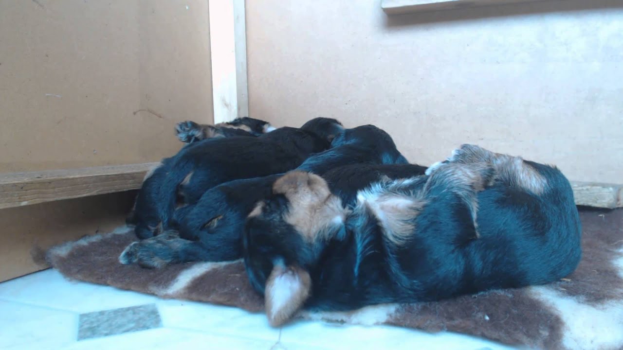 Yorkshire Terrier Puppies 3 weeks old - YouTube