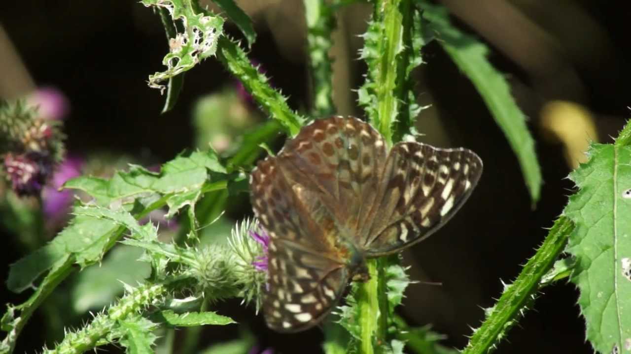Danish butterflies part 1 Argynnis paphia - YouTube