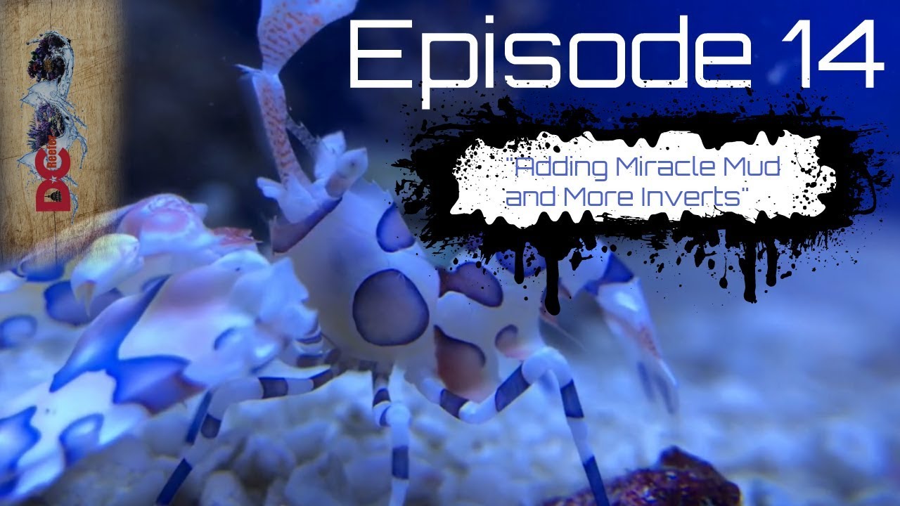 DC Lagoon: Episode 14 "Adding Miracle Mud and More inverts" - YouTube