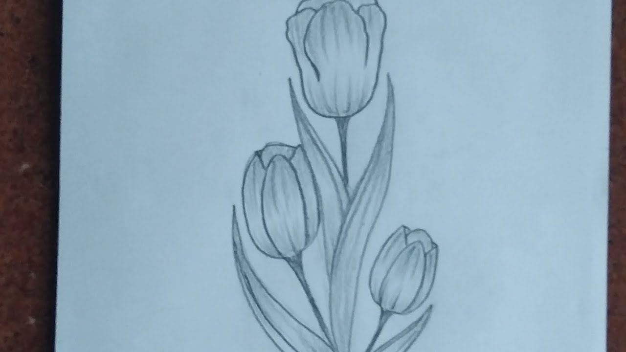 How to draw tulip flower| Drawing of tulip 🌷| #drawing #shading #art ...