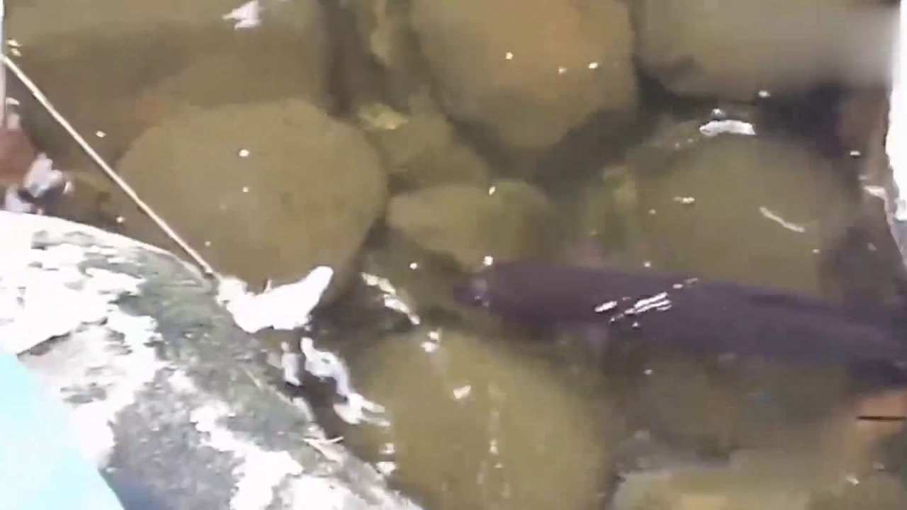 Electric eel found meat, the next second too fast - YouTube