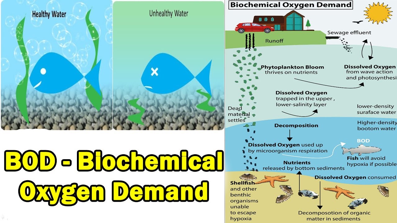 BOD- Biochemical Oxygen Demand | Biological Oxygen Demand | what is ...
