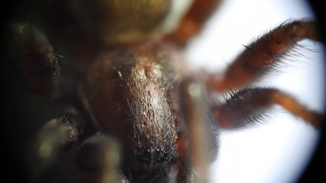 Raynox MSN 202 + Nikon P900 - YouTube