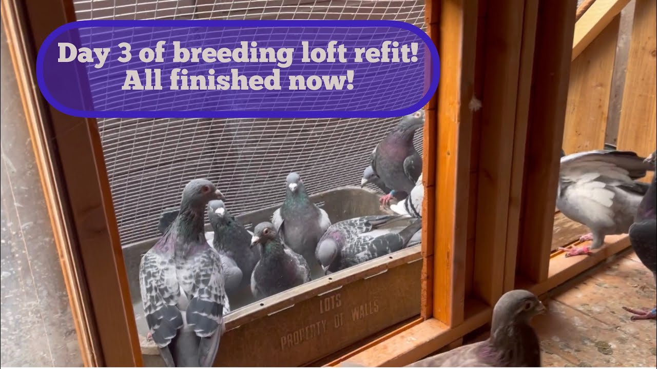 Day 3 of new pigeon loft for the breeders. New aviary. - YouTube