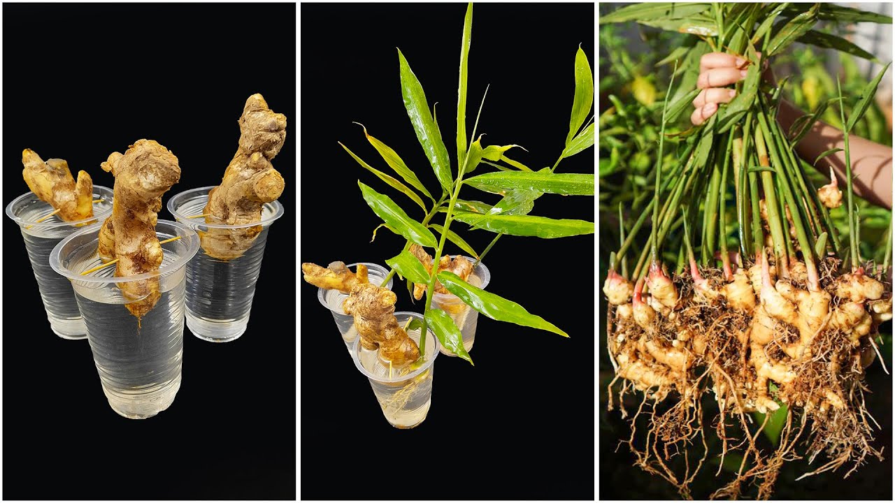 How to grow ginger plant at home from ginger || Water propagation for ...