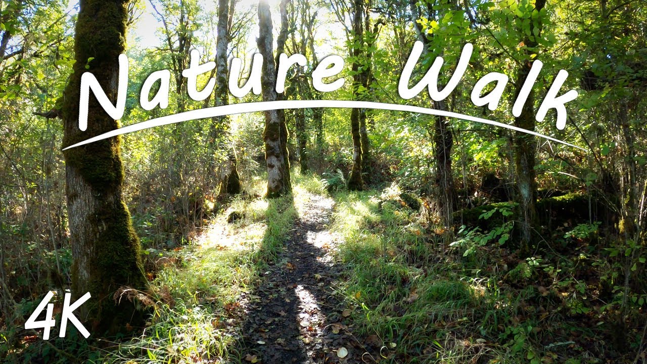 Woodland Nature Walk | 4k Virtual Hike | Nature & Bird Sounds - YouTube