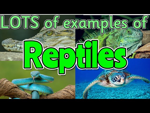 Examples Of Reptiles