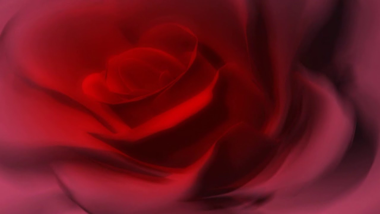 Video Background Full HD Roses - YouTube
