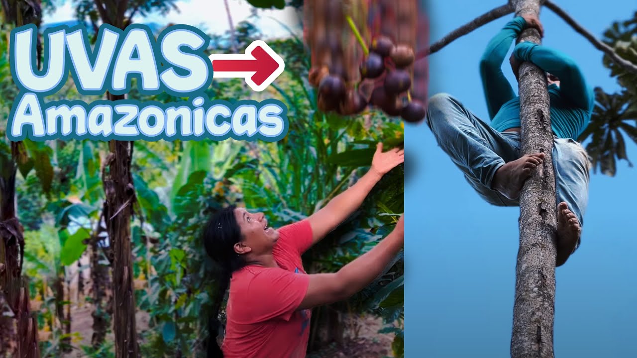 Solo Aquí crecen 😱 estas UVAS de la AMAZONIA | frutas - YouTube