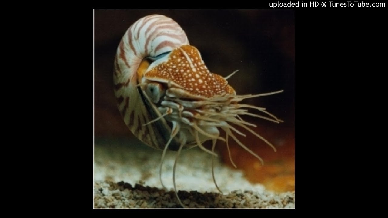 Le nautile, un animal à l'origine de nos sous-marins - D. KRUPKA - YouTube