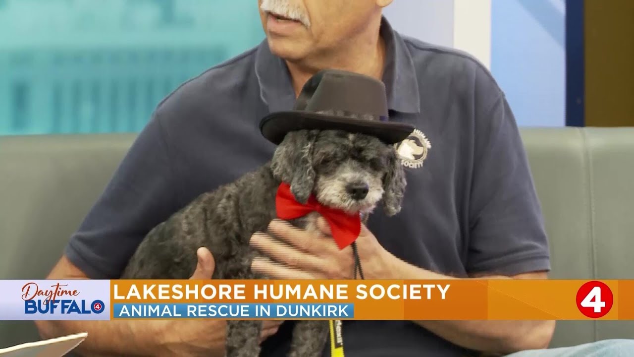 Daytime Buffalo: Meet Matt the rescue from Lakeshore Humane Society ...